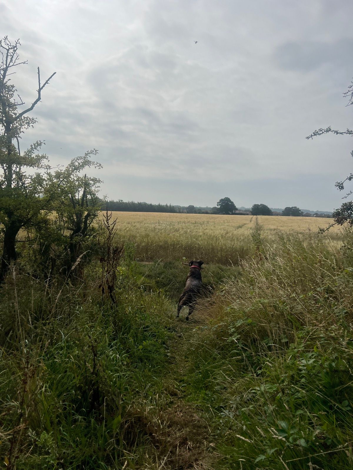 Ashleigh Berry | Strava Runner Profile