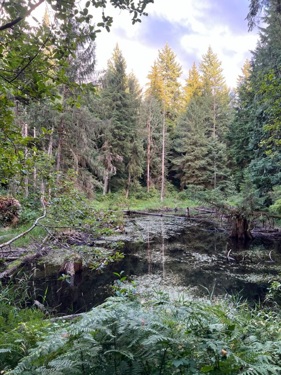 Tolt To Redmond Watershed | 17.8 mi Running Route on Strava