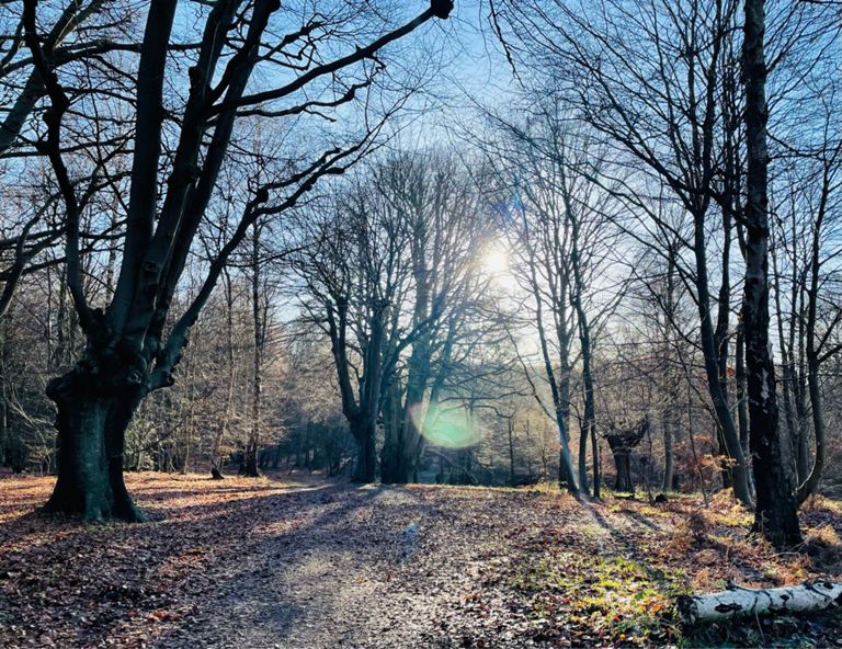 Chingford & Epping Forest Road Route | 27.7 mi Cycling Route on Strava