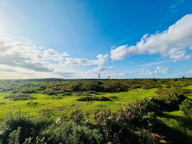 New Forest Loop | 55.0 mi Cycling Route on Strava