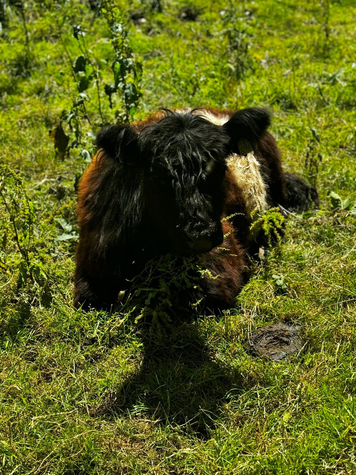 Heather Woolley | Strava Runner Profile