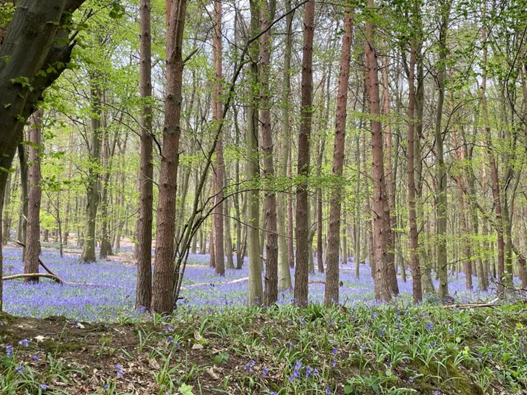 Offley Hoo | 27.6 mi Cycling Route on Strava