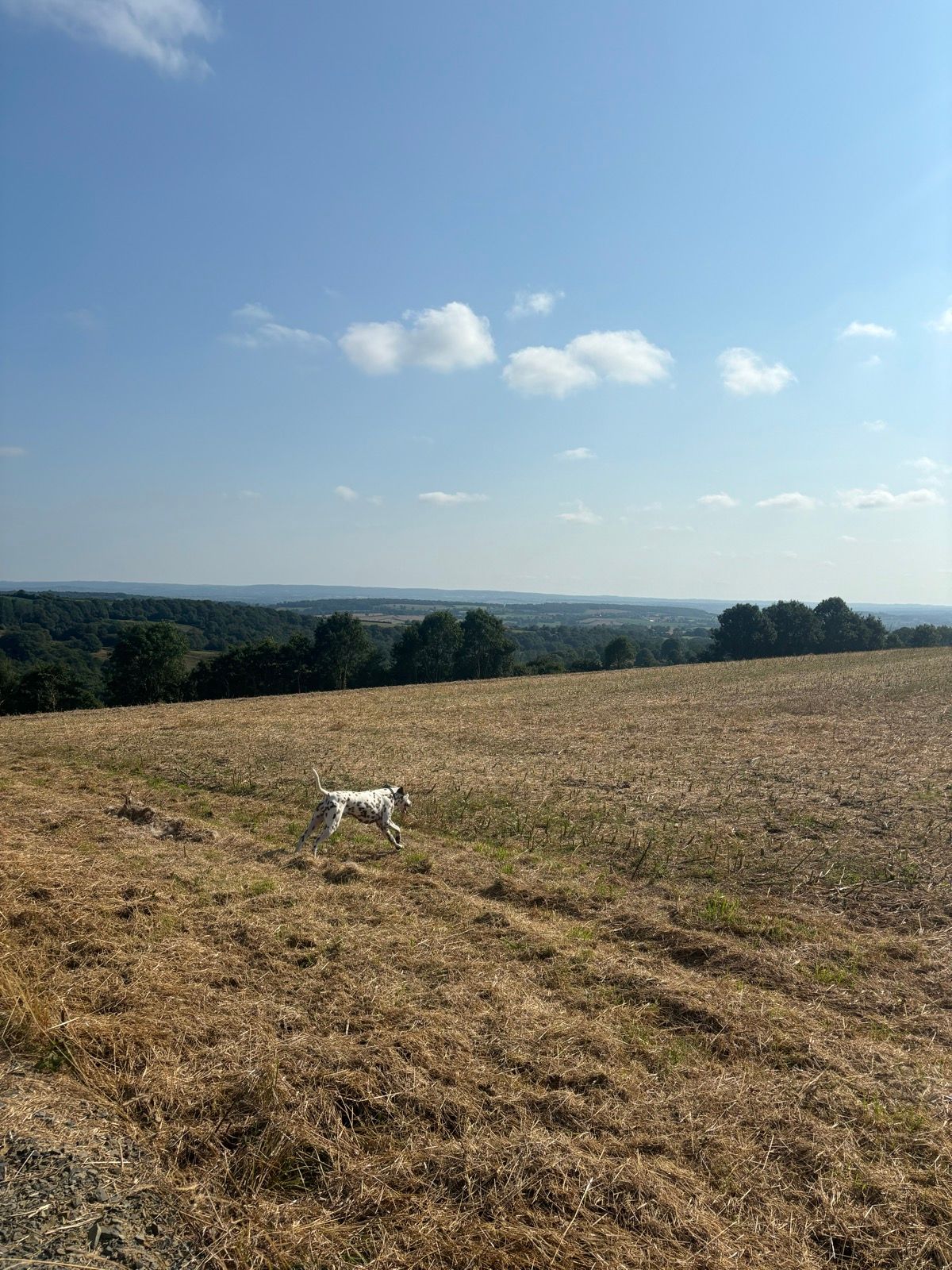 Rebecca Bayer | Strava Runner Profile