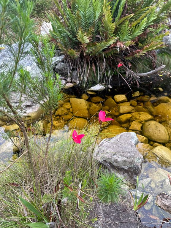 Rooster run Disa edition | 12.7 km Trail Running Route on Strava