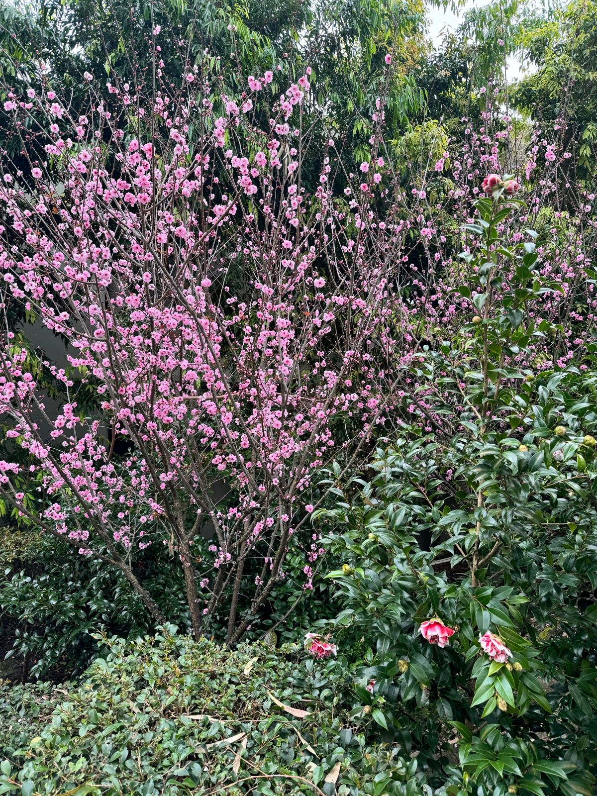 Catherine Boorer (Vino Chick CC) | Strava Cyclist Profile