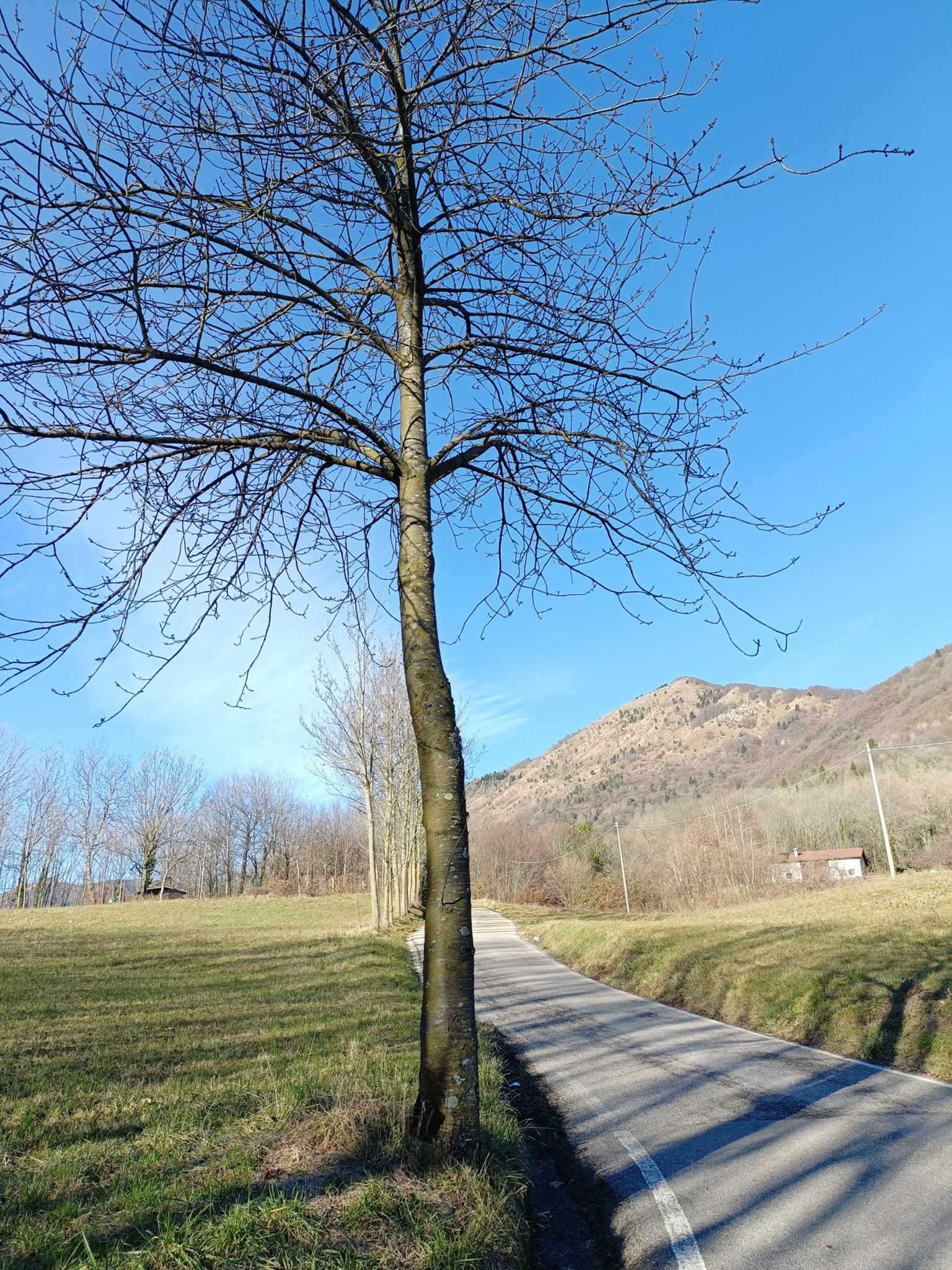 Laura Bertoldi | Strava Cyclist Profile