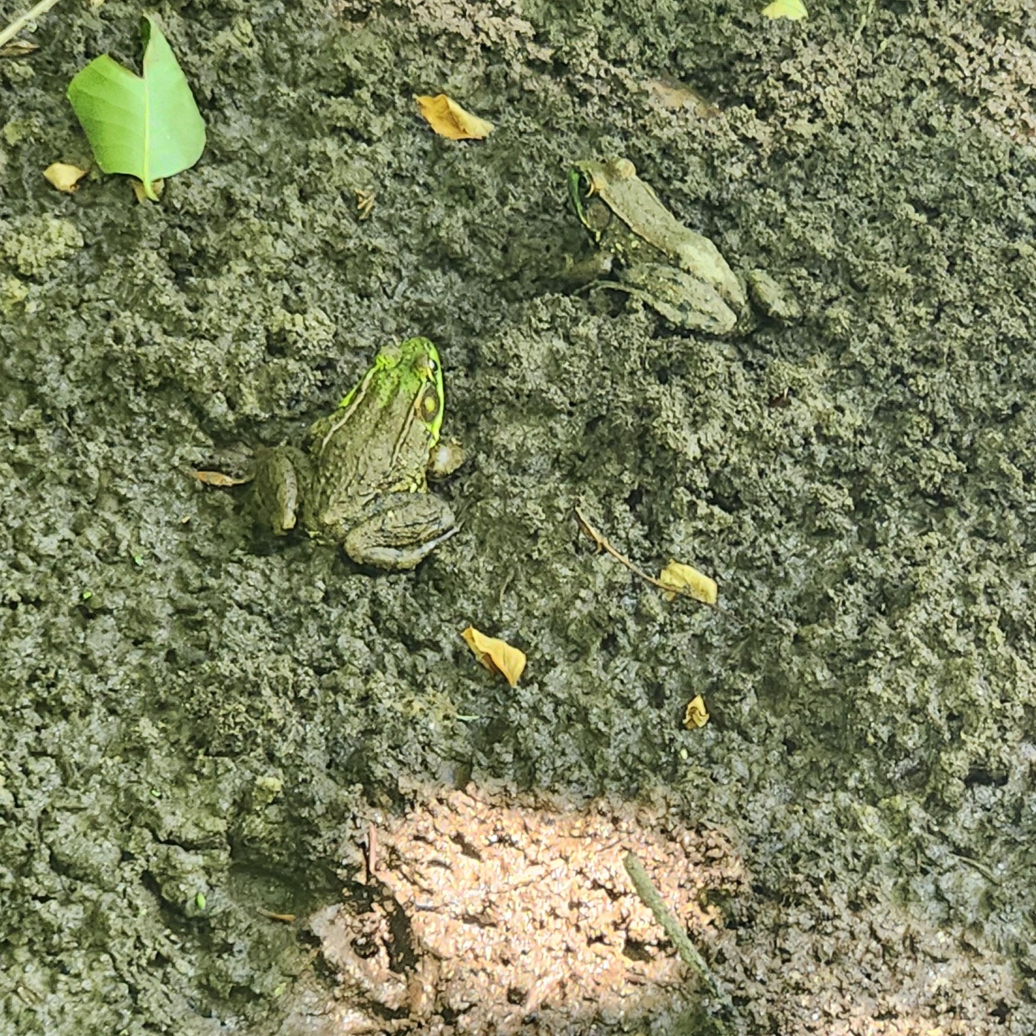 Tissa Strouse | Strava Runner Profile