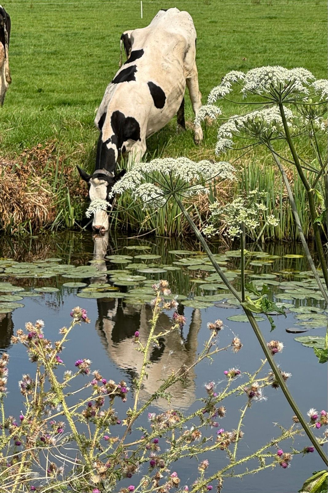 Jenny de Jong Posthumus | Strava Cyclist Profile