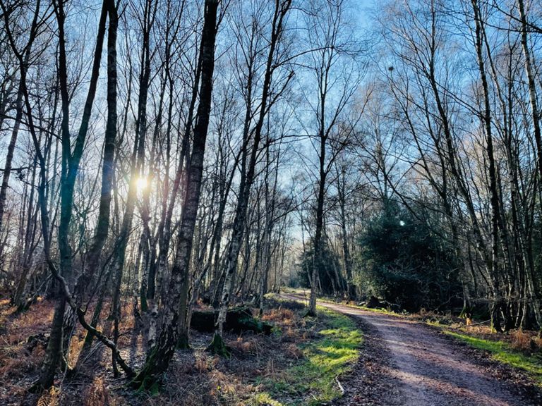Chingford & Epping Forest Road Route | 27.7 mi Cycling Route on Strava