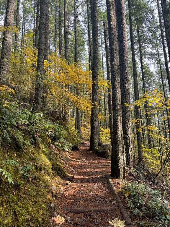 The Best Hiking Trails in Seattle, WA [Updated 2023] | Strava
