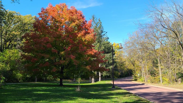 Theodore Wirth Park | 13.6 mi Mountain Biking Trail on Strava