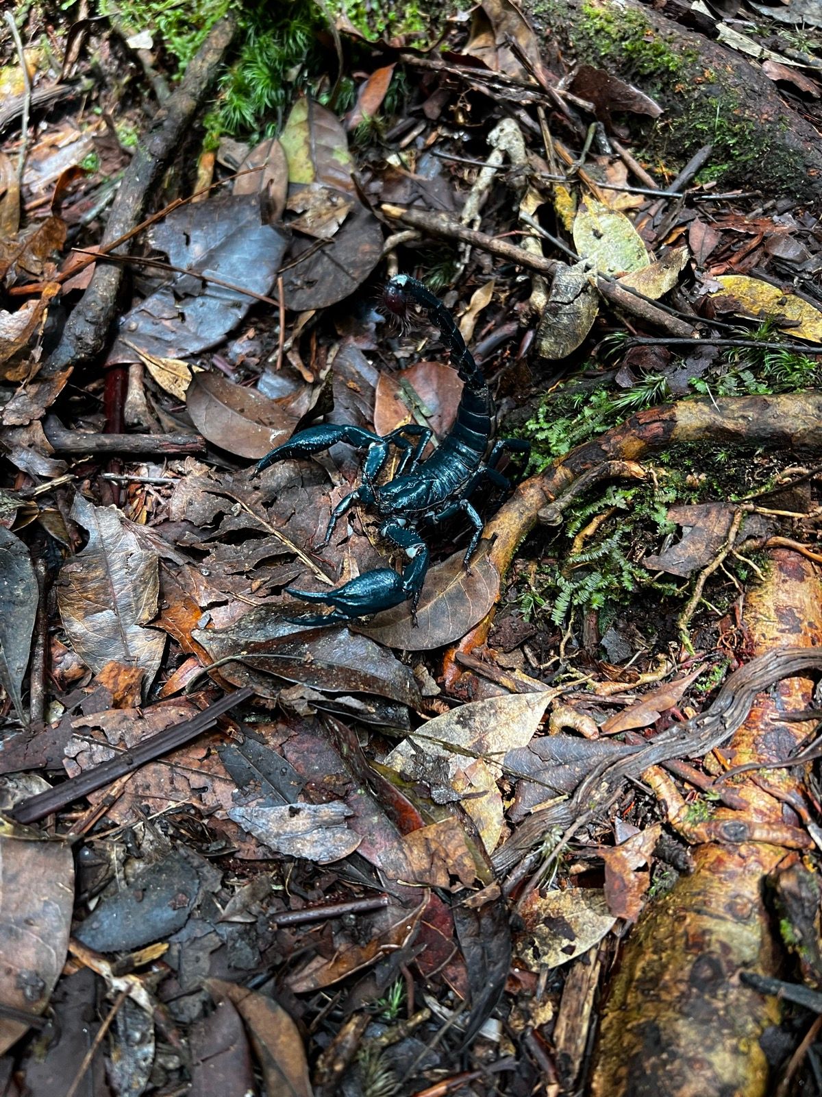 Kent Yong | Strava Runner Profile