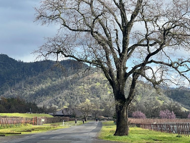 CAF Day 2 Epic - Hard Calistoga St Helena | 80.6 mi Cycling Route on Strava