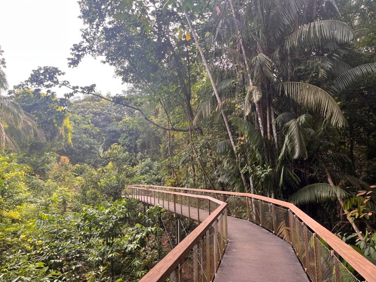MacRitchie Reservoir Loop | 11.1 mi Running Route on Strava