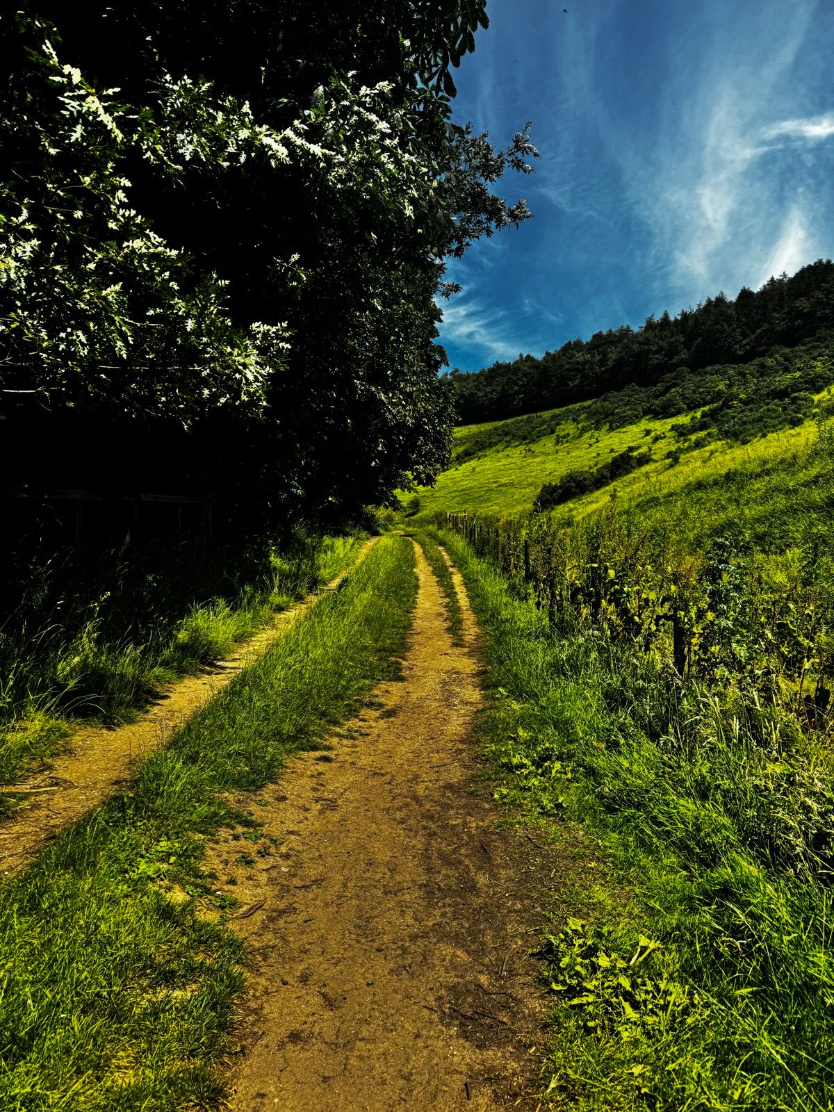 Heather Woolley | Strava Runner Profile