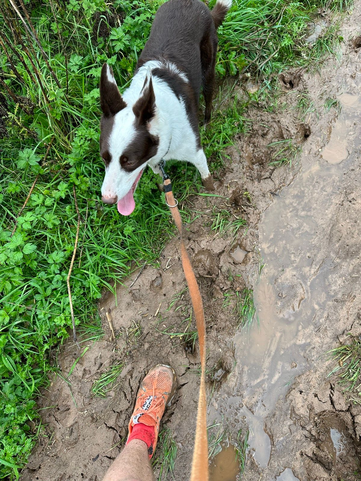 James Rowley | Strava Runner Profile