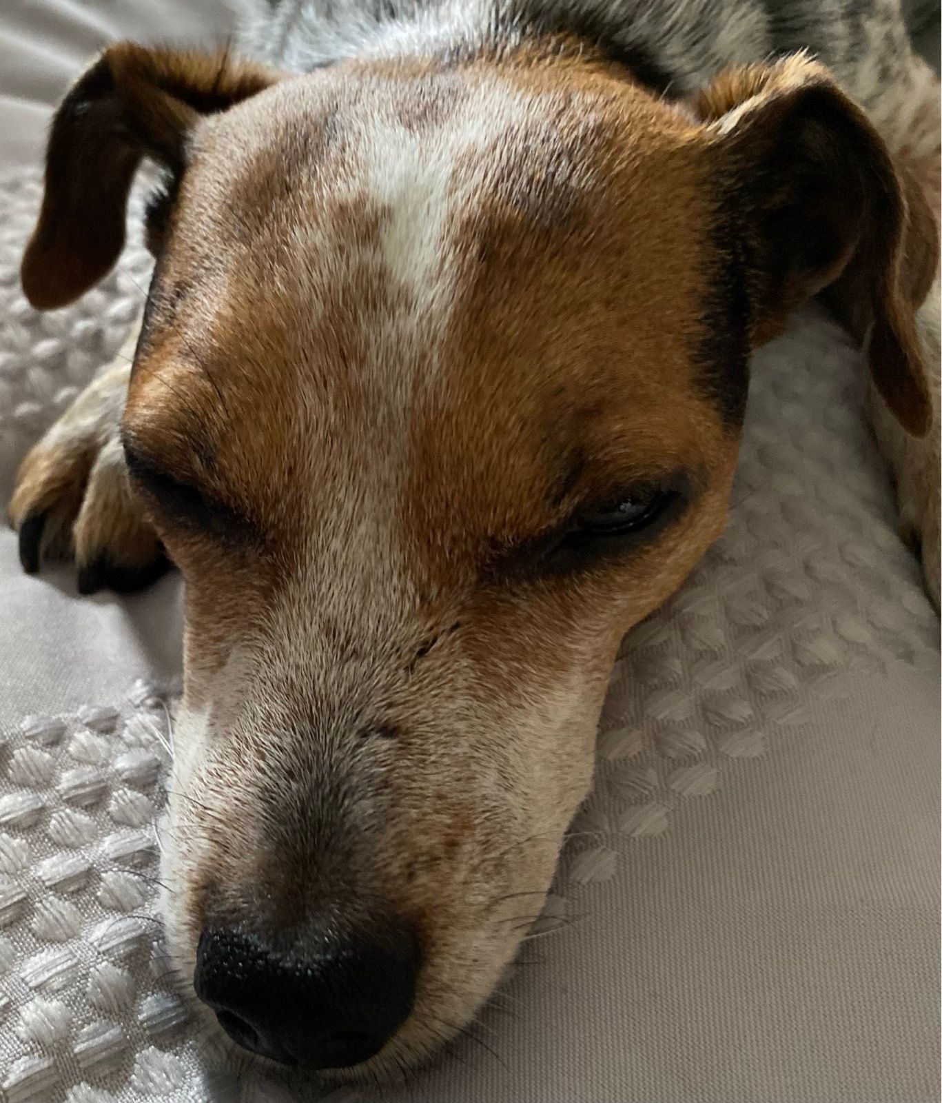 Sue Hackett | Strava 跑者的個人檔案