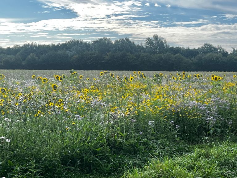WRG Little Eaton Spondon Cossall loop | 37.4 mi Cycling Route on Strava