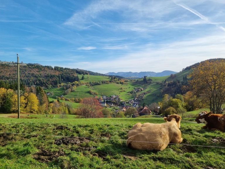 New Black forest roads | 128.8 km Cycling Route on Strava