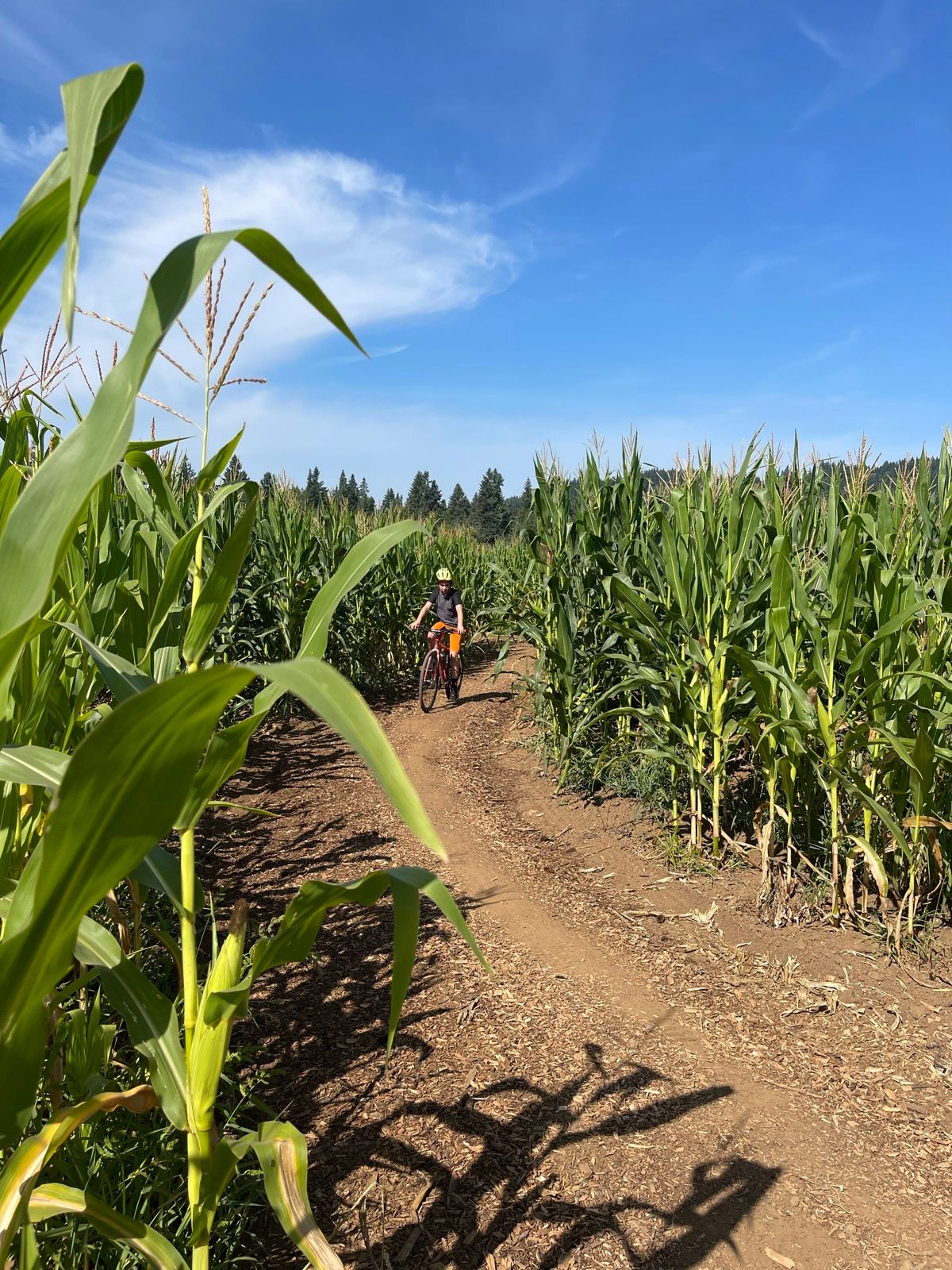 David Bussey TeamODZ/Dialed cycling | Strava Cyclist Profile