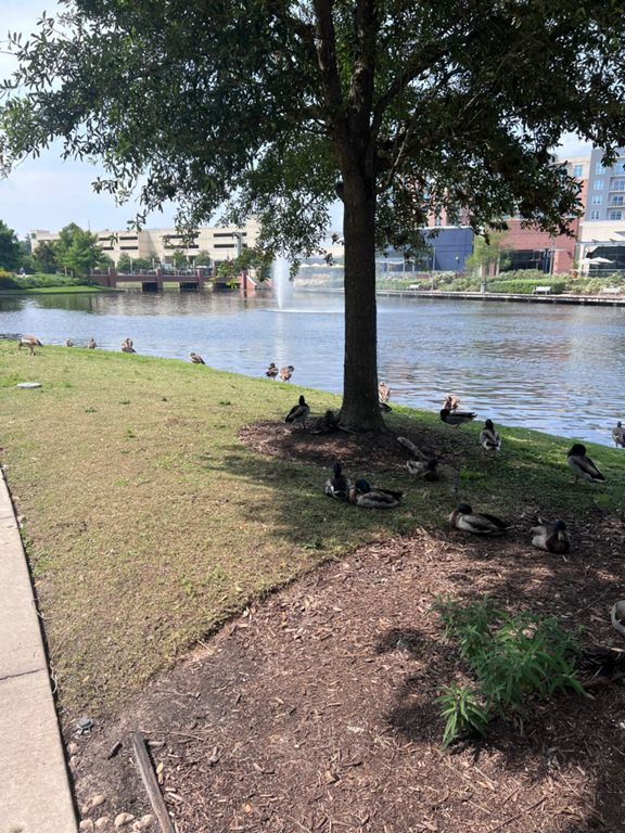 spring to r3 33 ride via river plantation | 75.6 mi Cycling Route on Strava