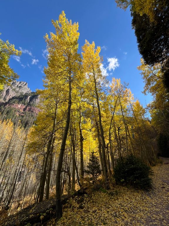 Wasatch Trail Out-and-Back | 11.9 mi Trail Running Route on Strava