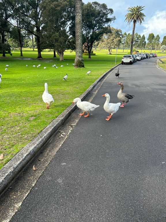 USyd RunClub Centennial (Ultra Long, 21/8/19) | 19.7 km Running Route ...
