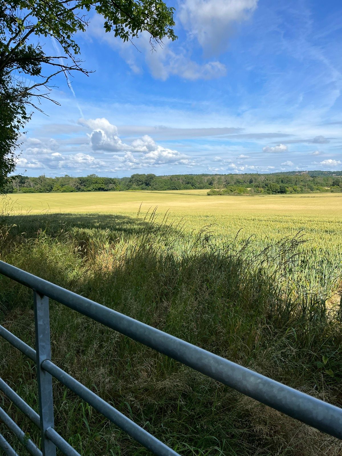 Ali Chambers | Strava Runner Profile