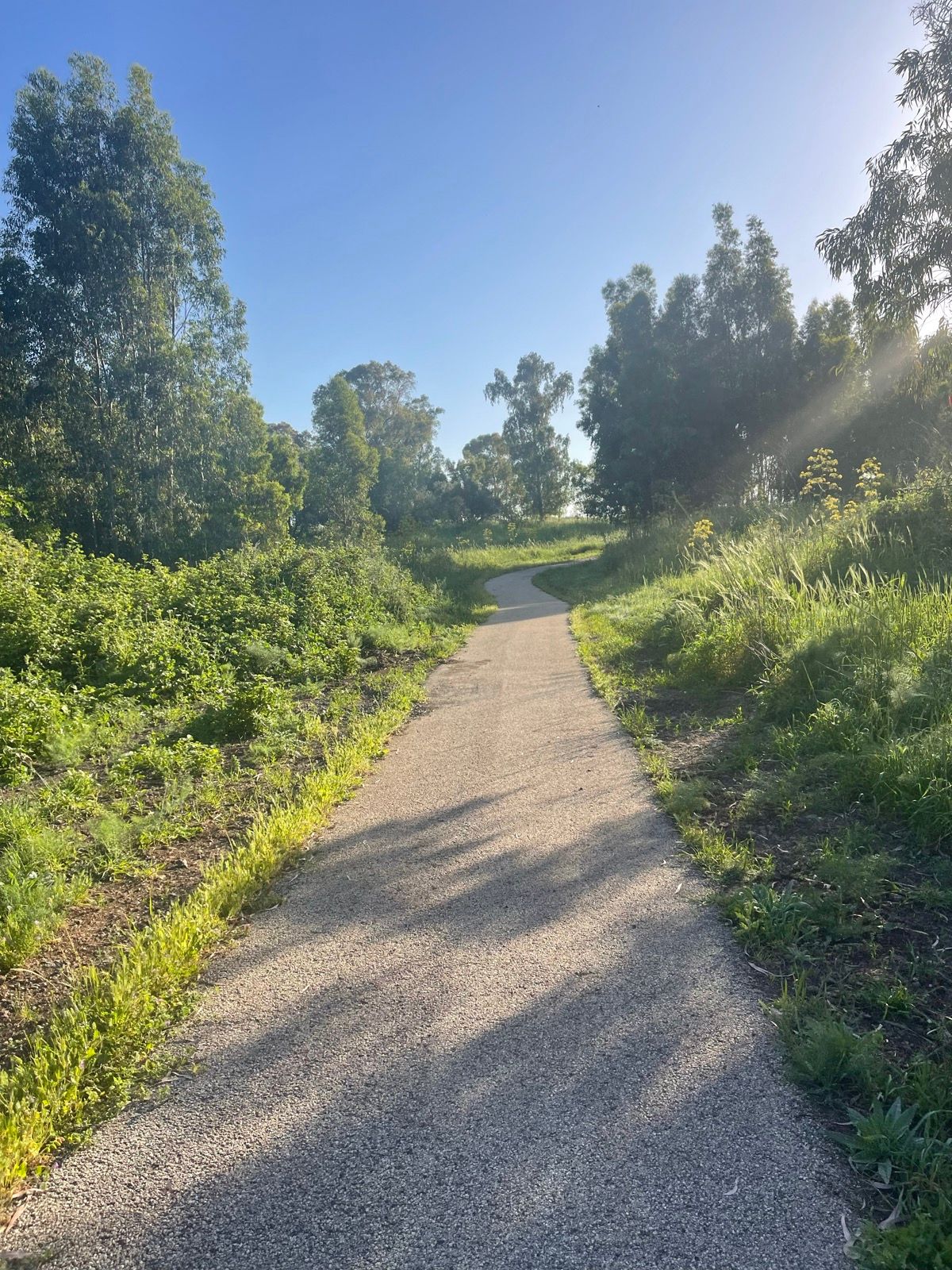 12.3 km Run Activity on April 4, 2024 by Akiva T on Strava