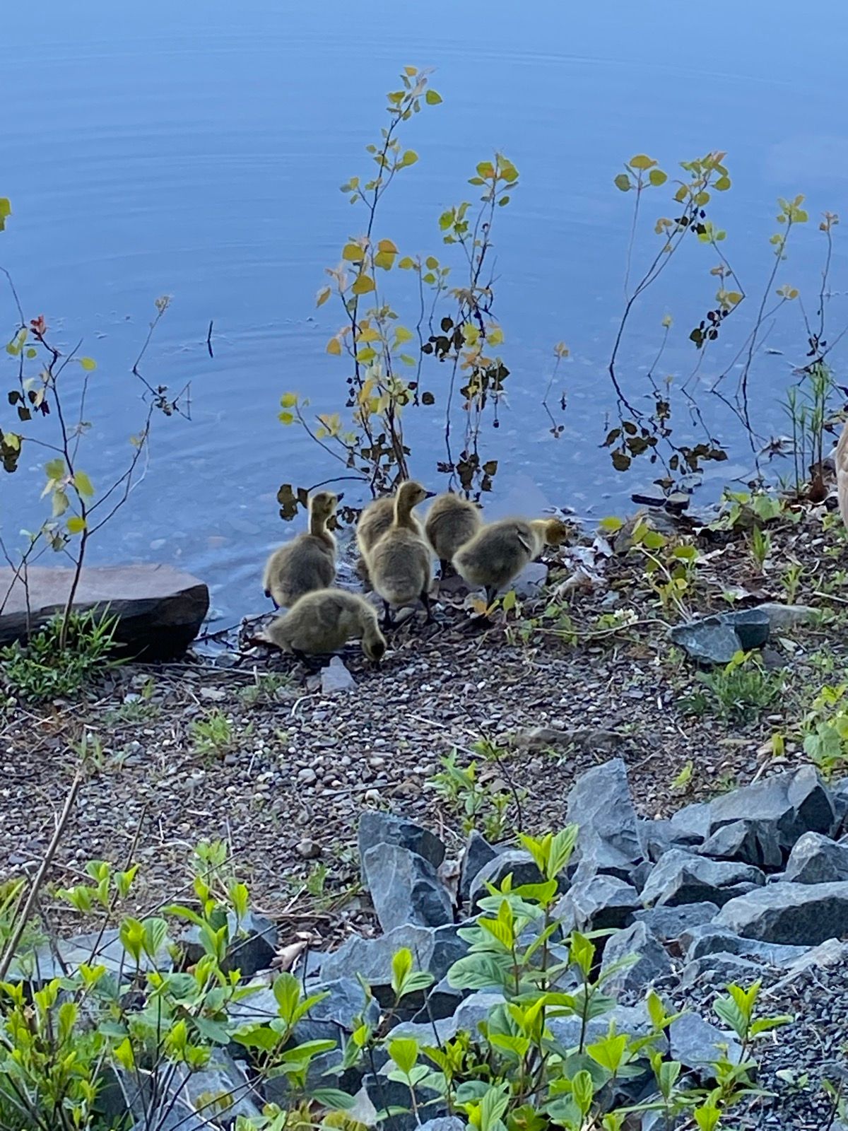 16.8 km Run Activity on May 11, 2024 by Tim R on Strava