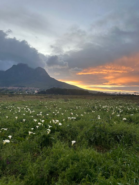 Rondebosch Common (Flat) | 12.3 km Running Route on Strava