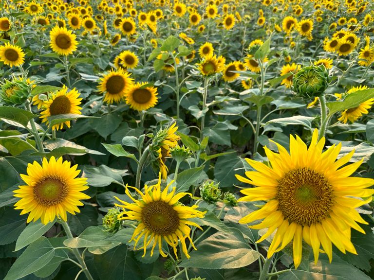 West Rolly Counter | 12.5 mi Cycling Route on Strava