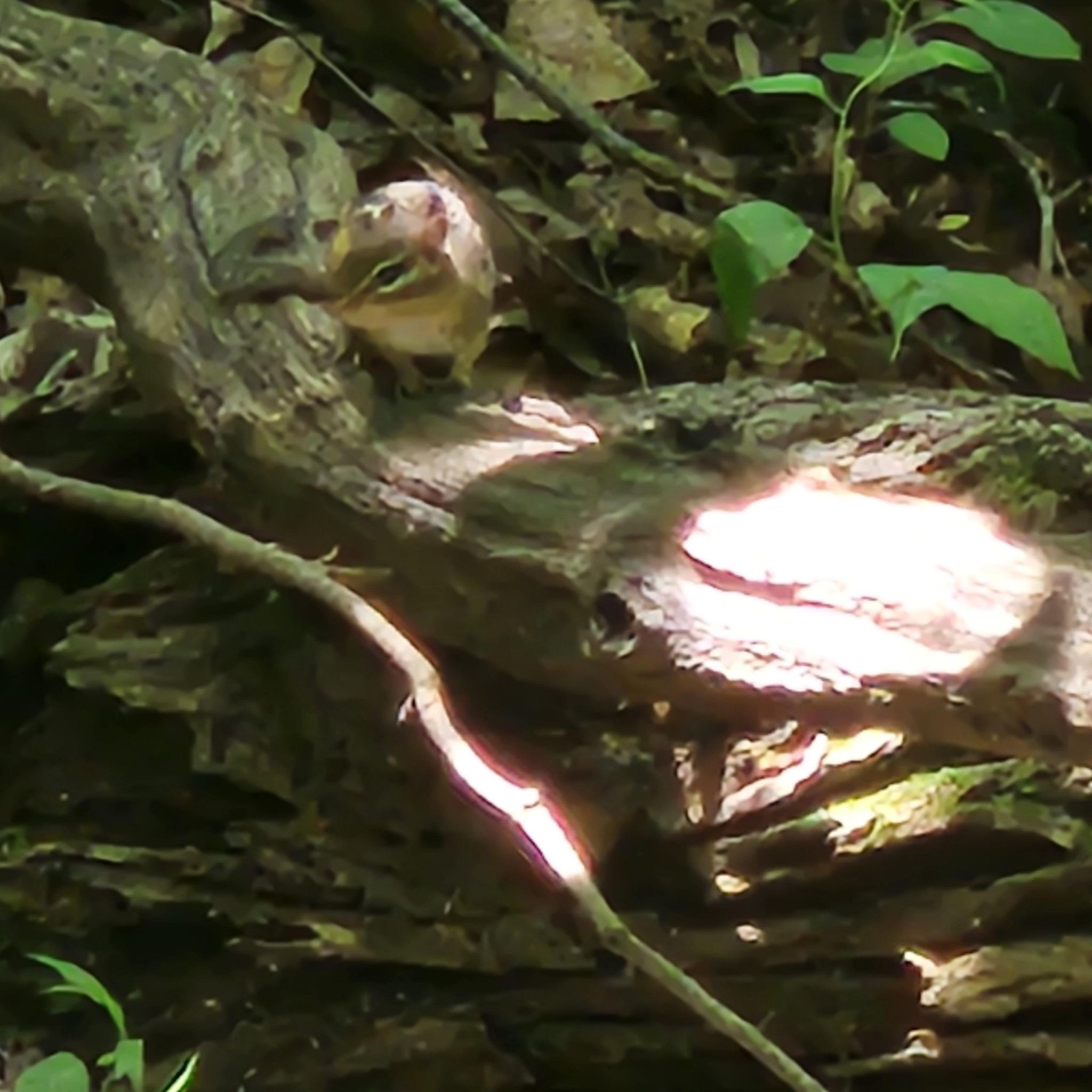 Tissa Strouse | Strava Runner Profile