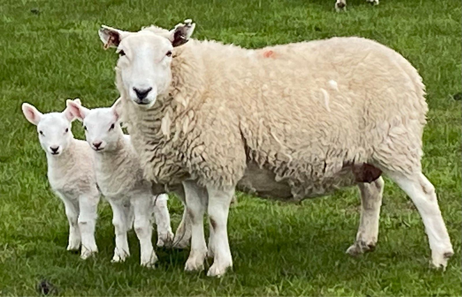 Andy Macrae | Strava Runner Profile